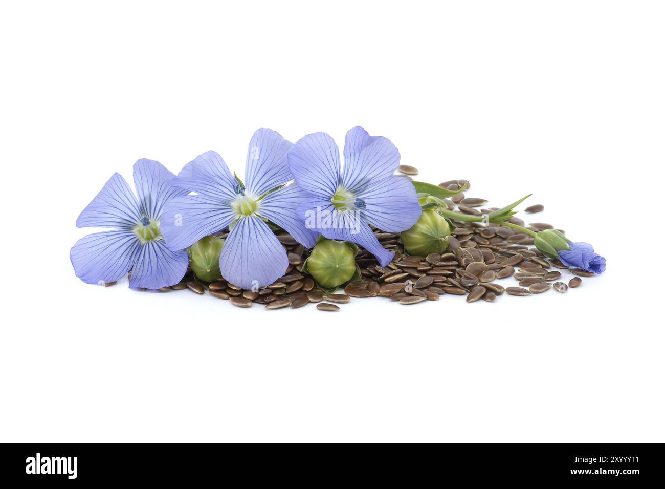 Flax seeds capsules Cut Out Stock Images & Pictures - Alamy