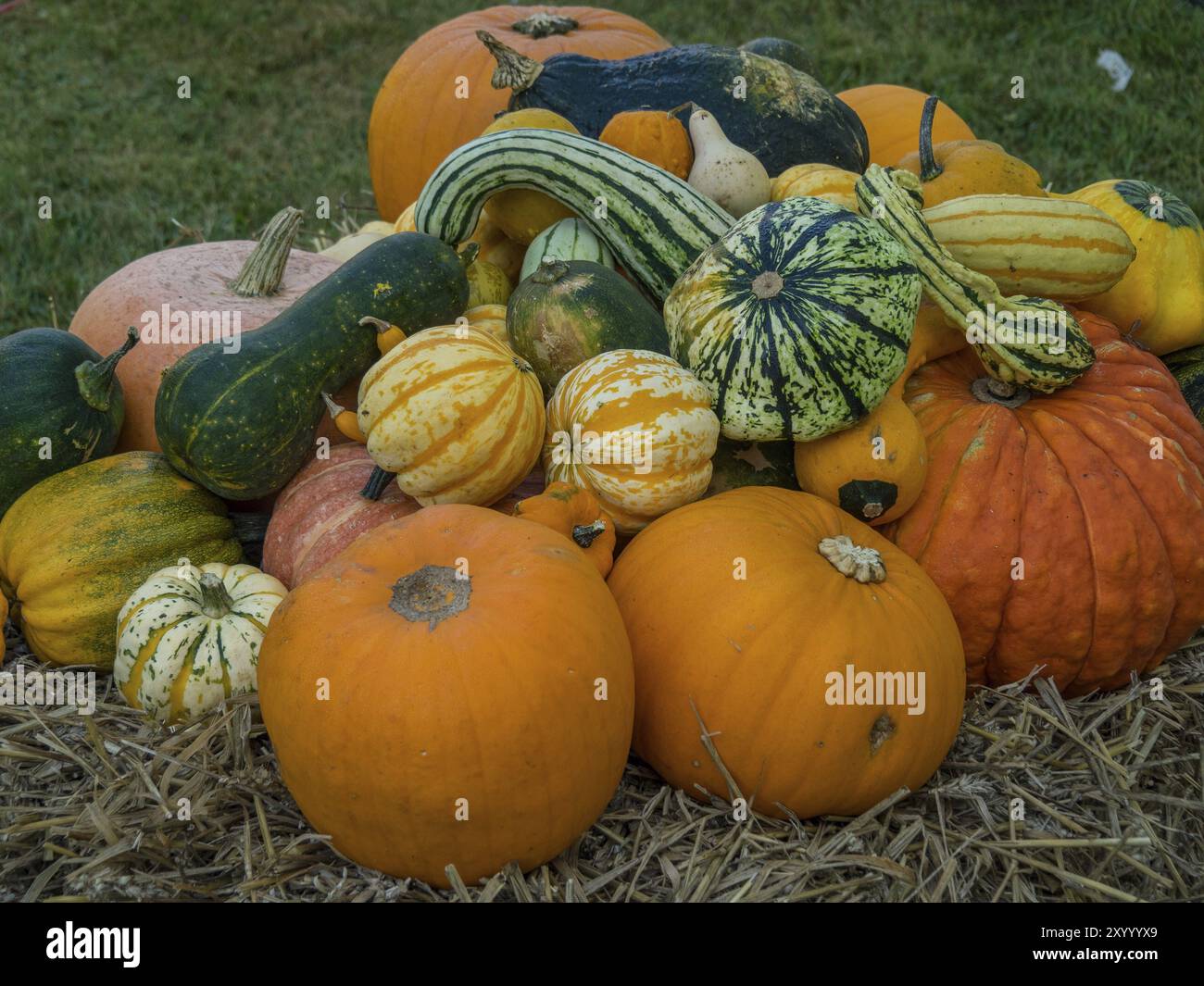 Different types and colours of pumpkins lying on straw in an autumn ...