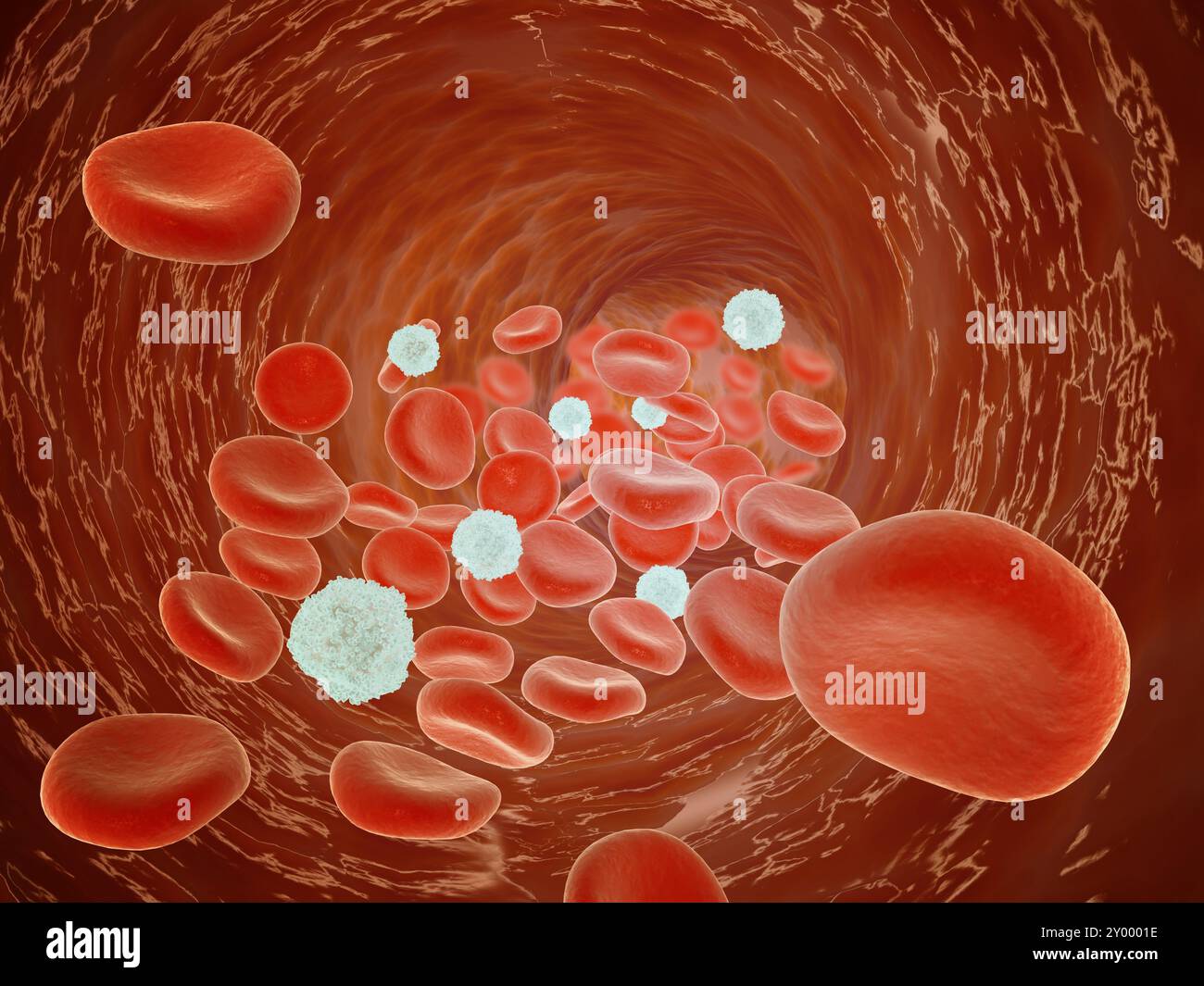 Red and white blood cells photograph hi-res stock photography and ...