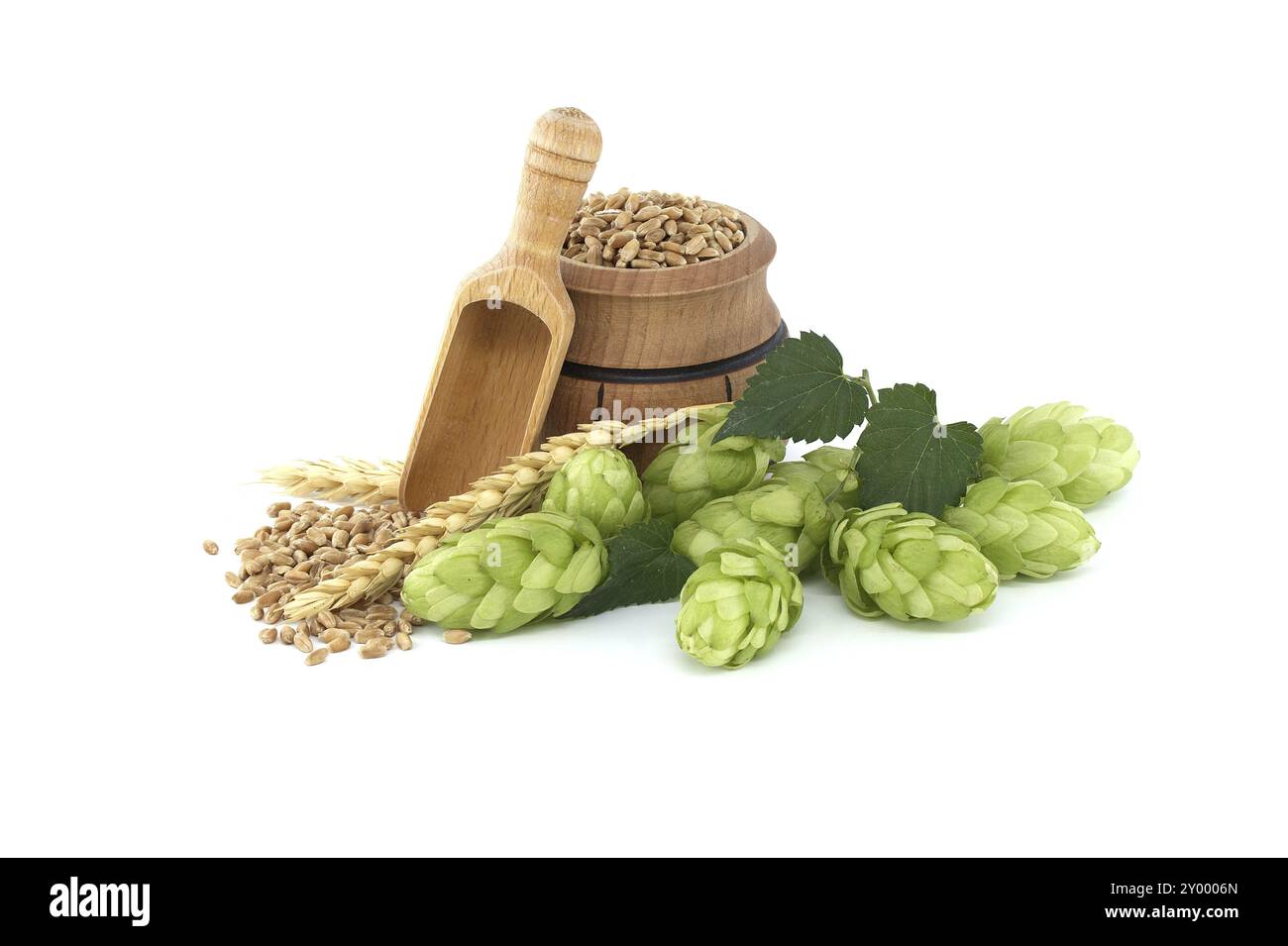 Hops cones spilling from a hessian bag near to wheat grain seeds and ...