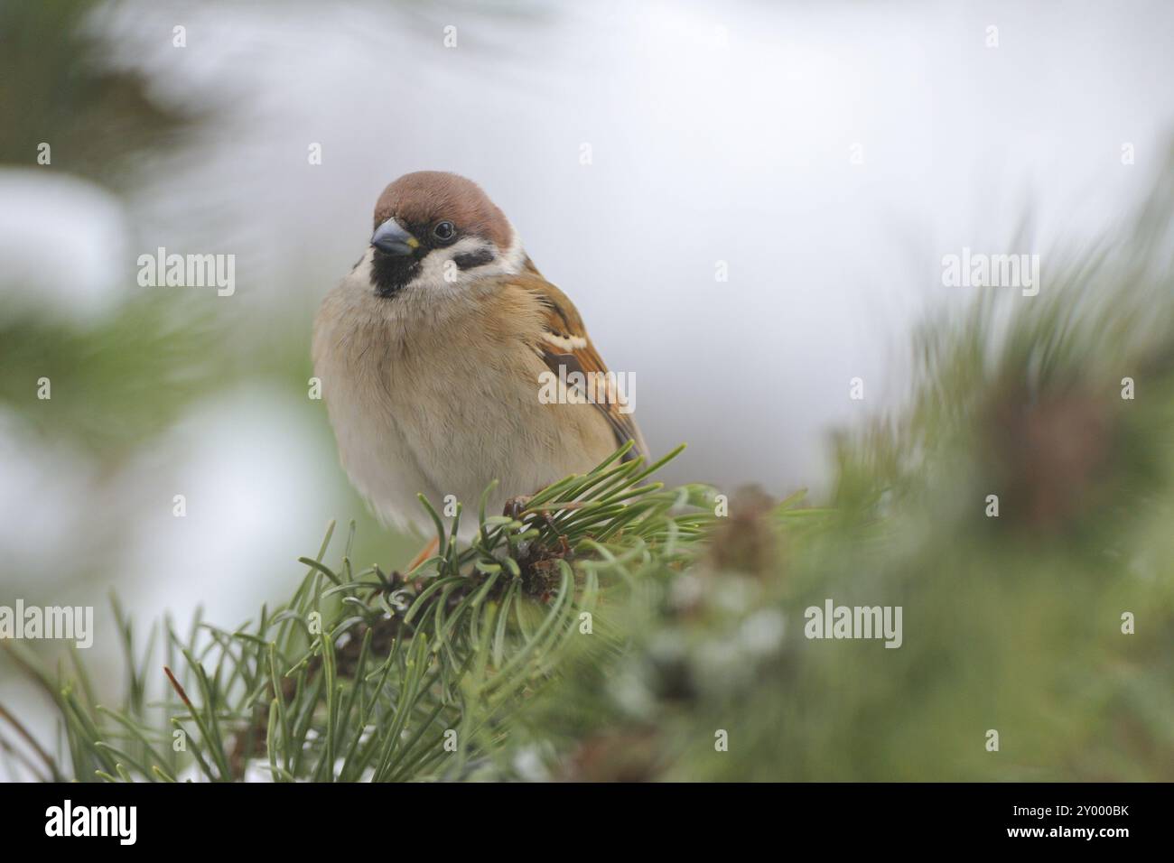 Tree Sparrow in winter.tree Sparrow in winter Stock Photo - Alamy