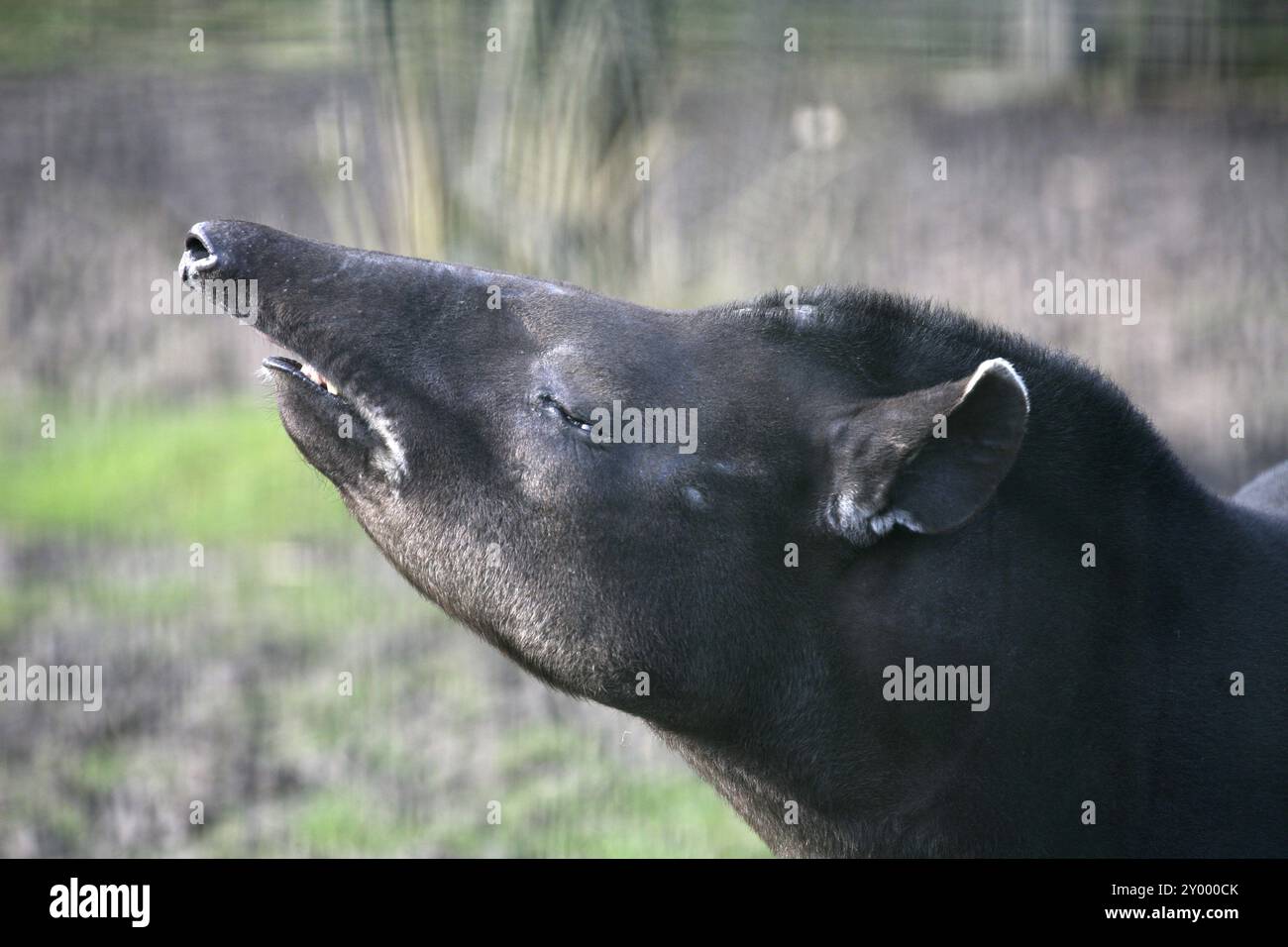 Tapir male not castration not neutering hi-res stock photography and ...