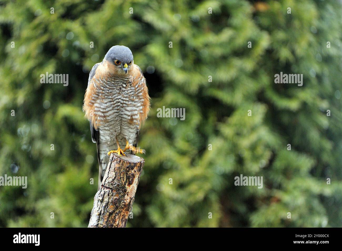 Eurasian Sparrowhawk (Accipiter nisus) after unsuccessful attack ...