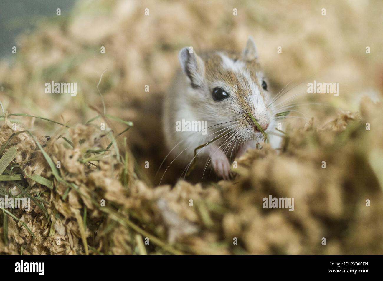 Mongolian gerbil (Meriones), gerbil, gerbil rat Stock Photo - Alamy