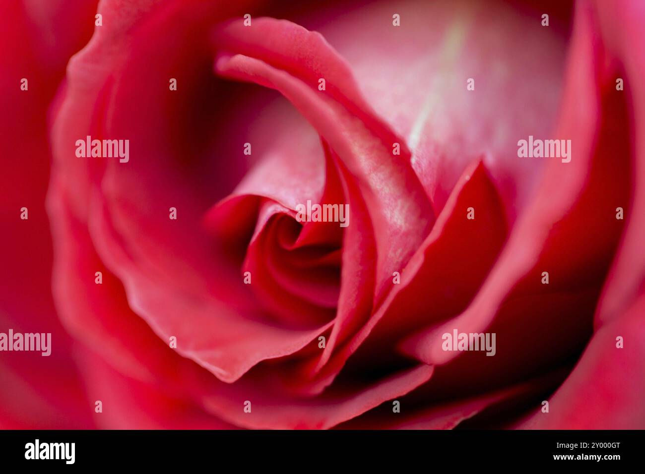 Close-up with a fast aperture of an intense red rose Stock Photo - Alamy