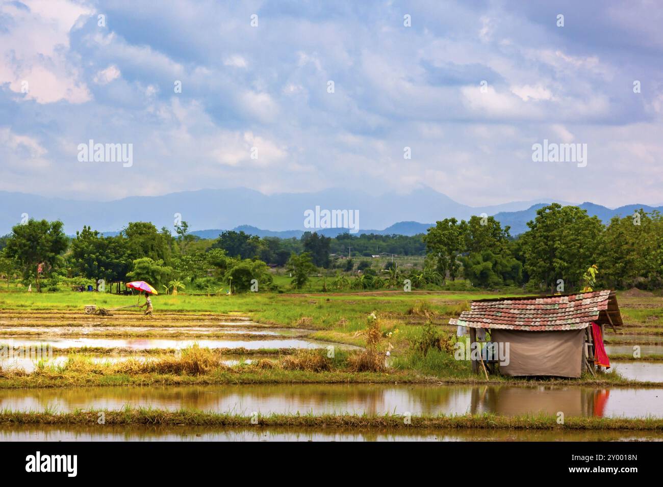 Prepared rice paddy field hi-res stock photography and images - Alamy
