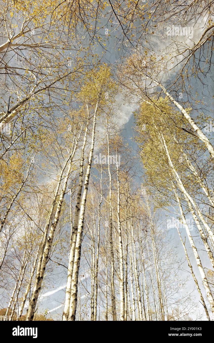 Birch grove in autumn, retro look Stock Photo - Alamy
