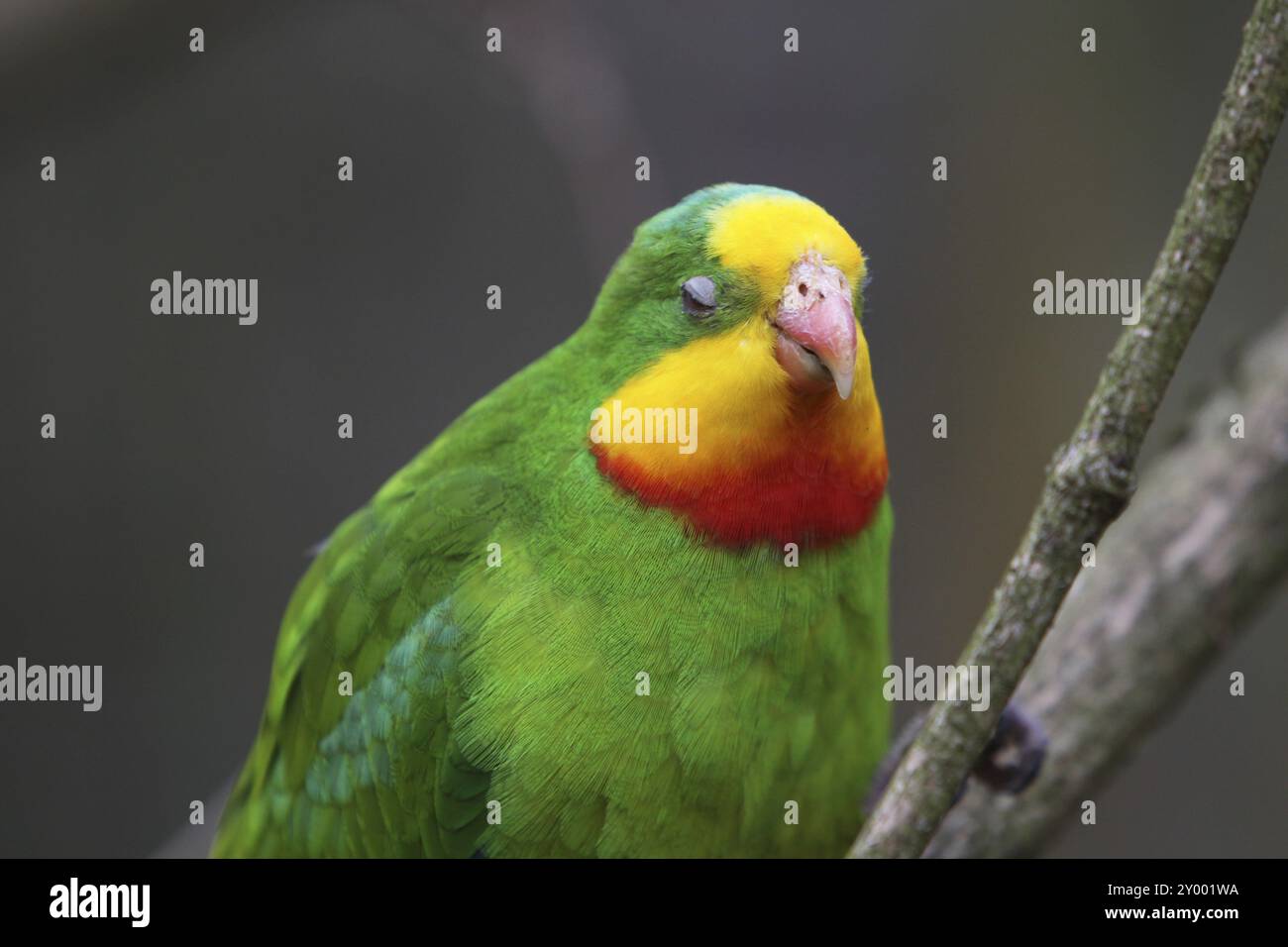 Barrabands parakeet hi-res stock photography and images - Alamy