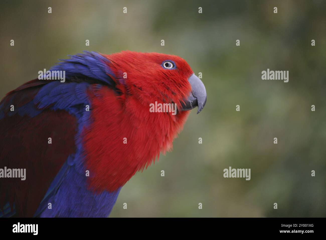 Different types birds in hi-res stock photography and images - Alamy