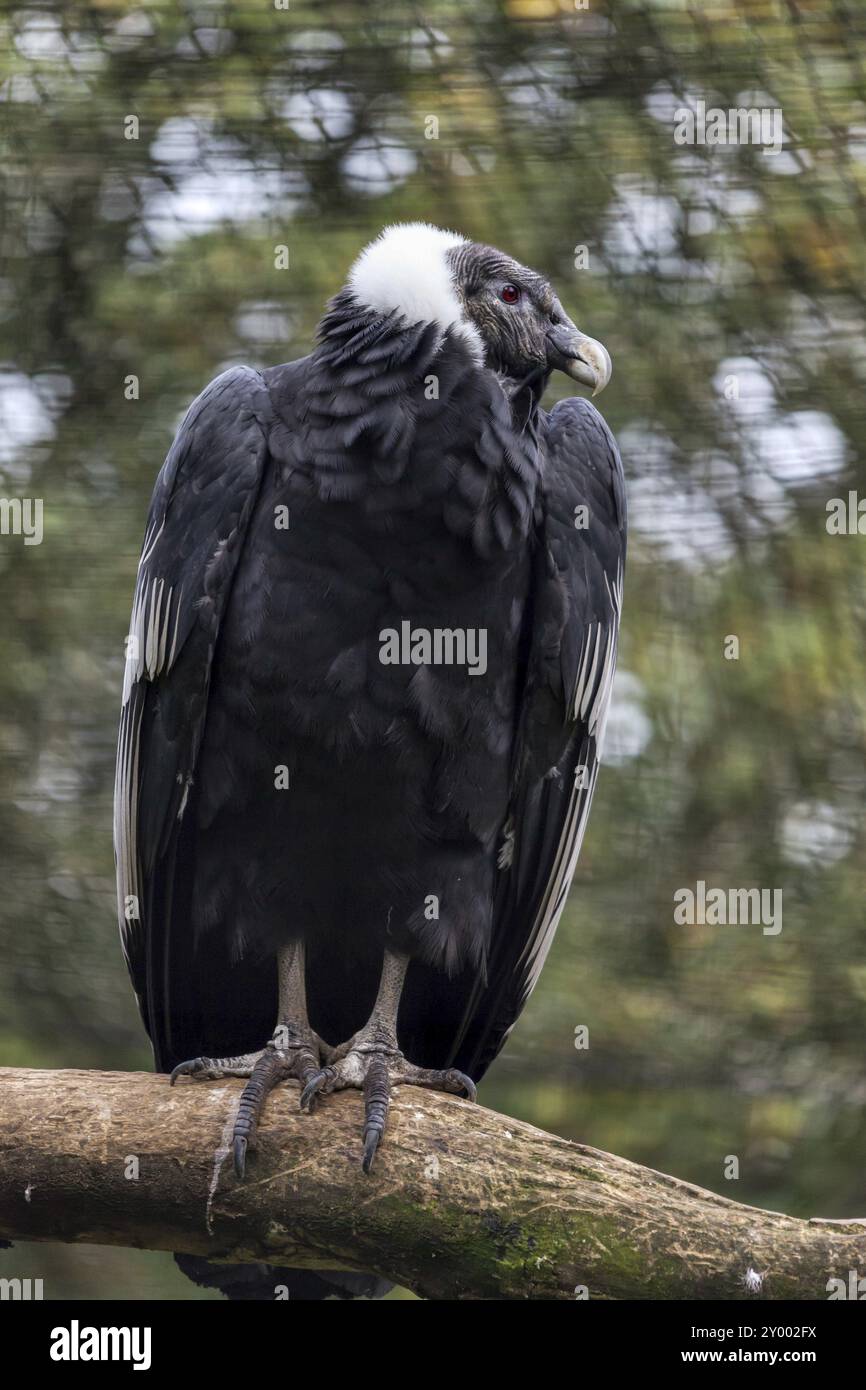 Andean condor people hi-res stock photography and images - Alamy