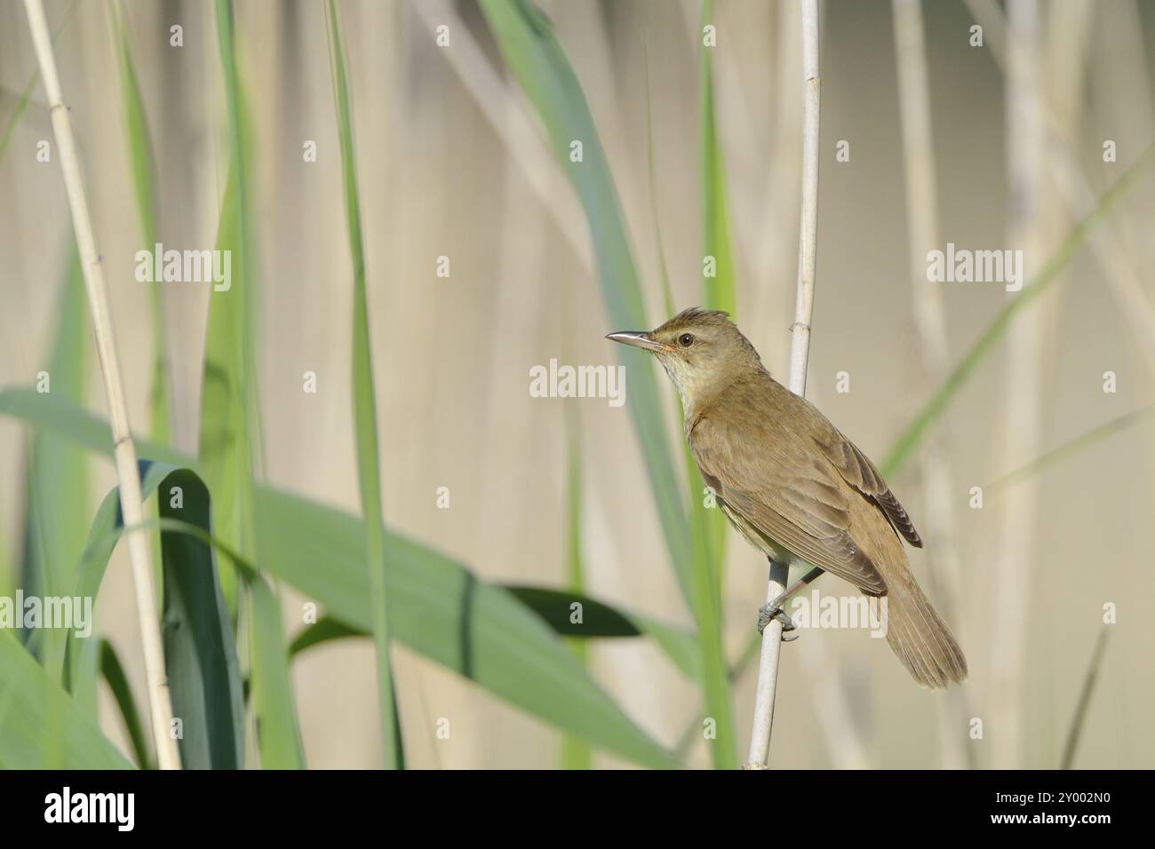 Great Reed Warbler in the reeds, Great Reed Warbler, Acrocephalus ...
