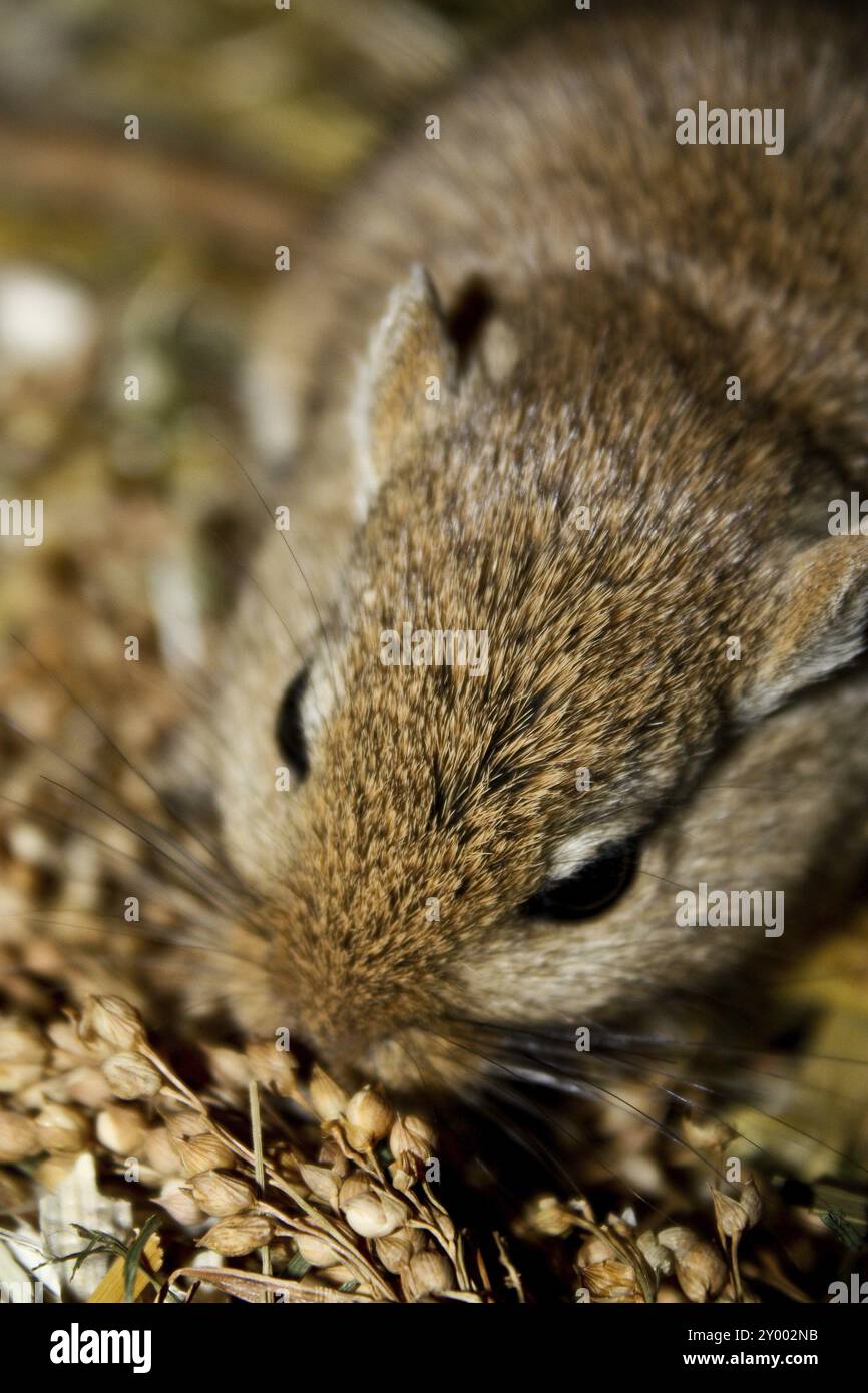 Mongolian gerbil, habitat highlands of Mongolia, northern China and ...