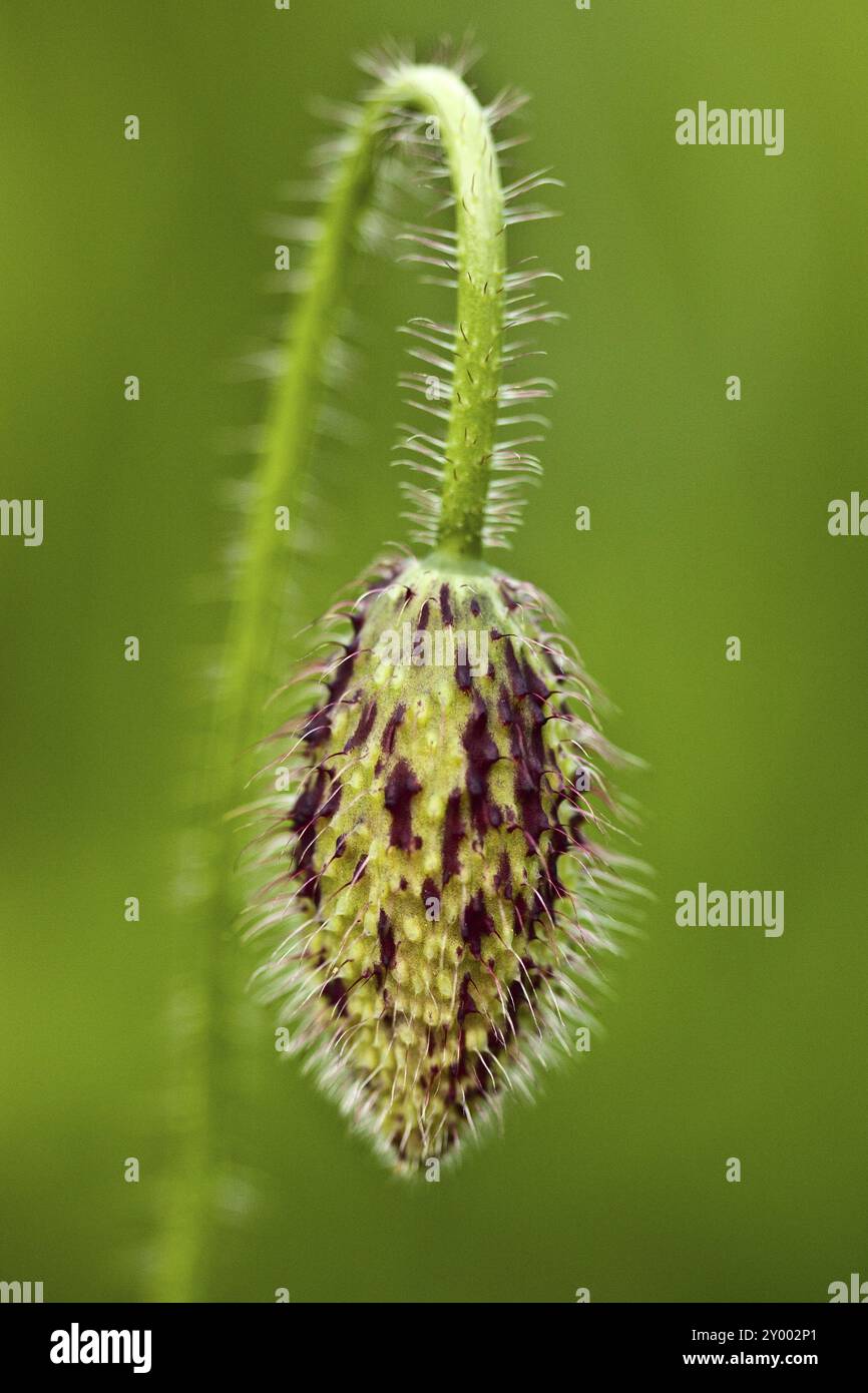 Closed poppy, young poppy Stock Photo - Alamy