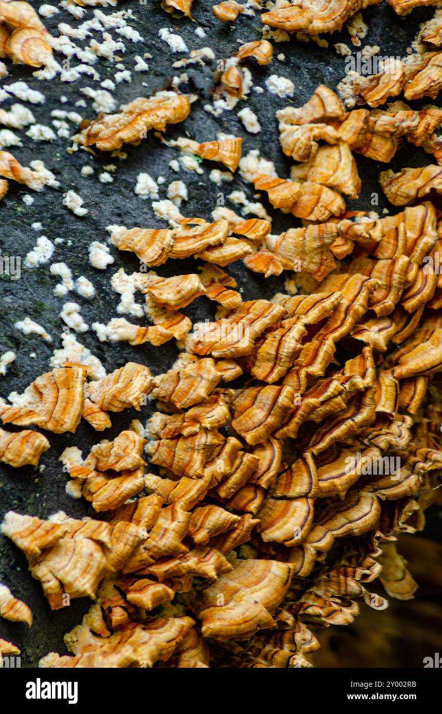 Shelf fungi (Trichaptum) climbs the side of a Birch tree, Ellison Bluff ...