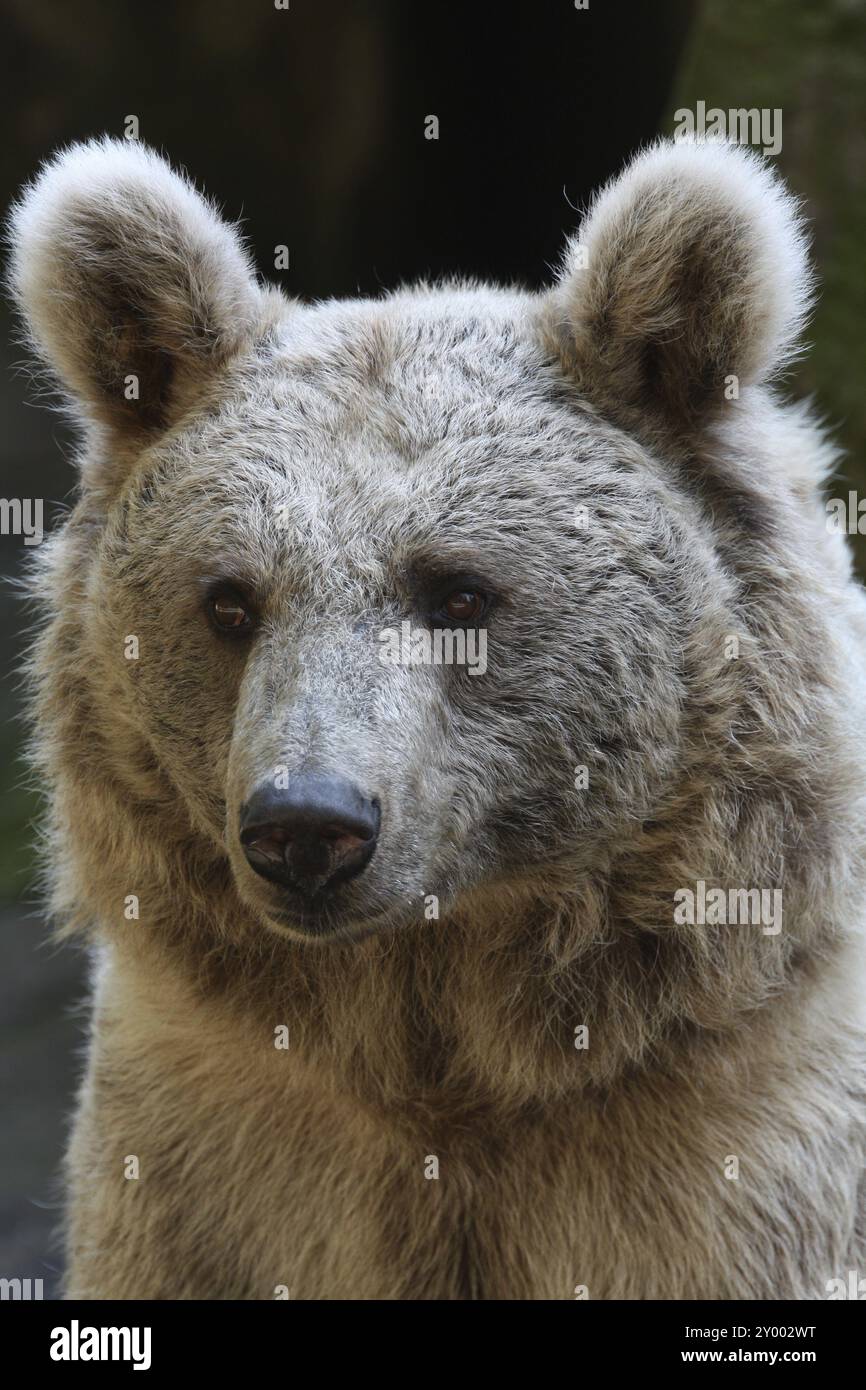 Syrian brown bear Stock Photo - Alamy