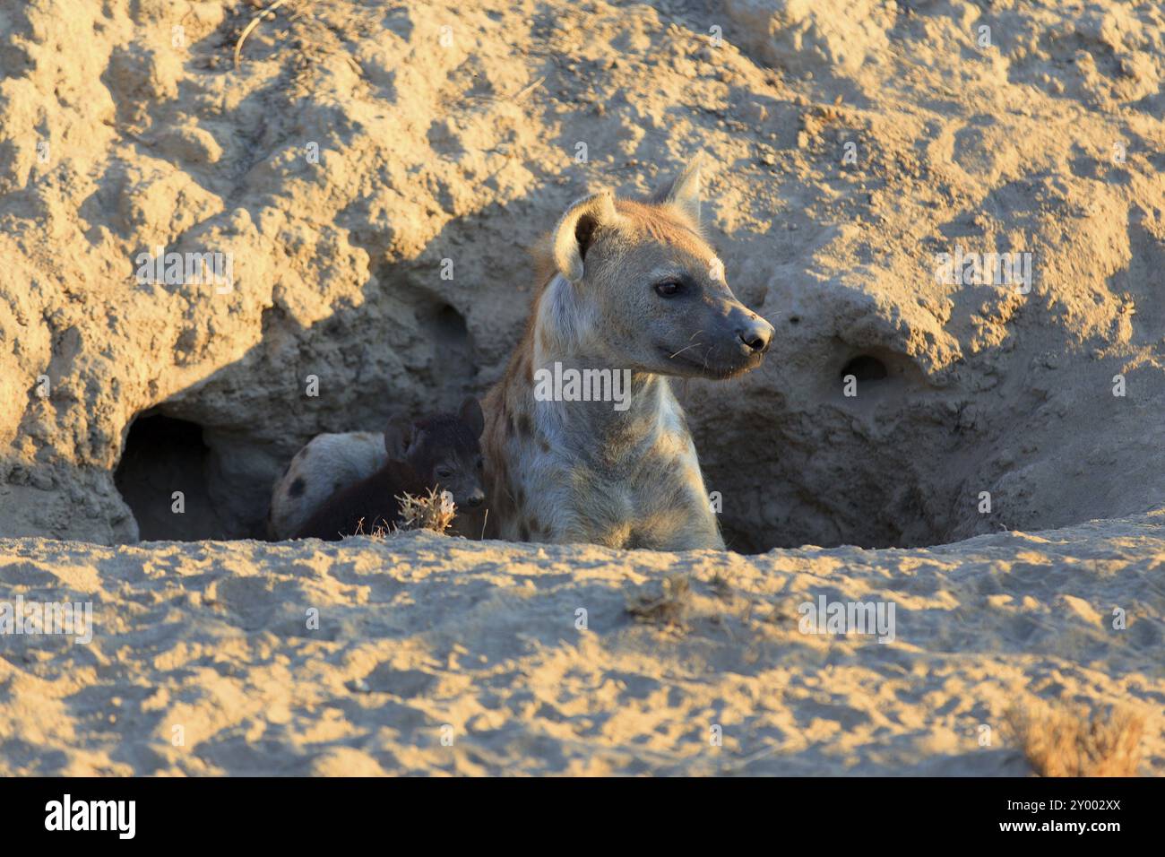 Spotted hyena with baby Stock Photo - Alamy