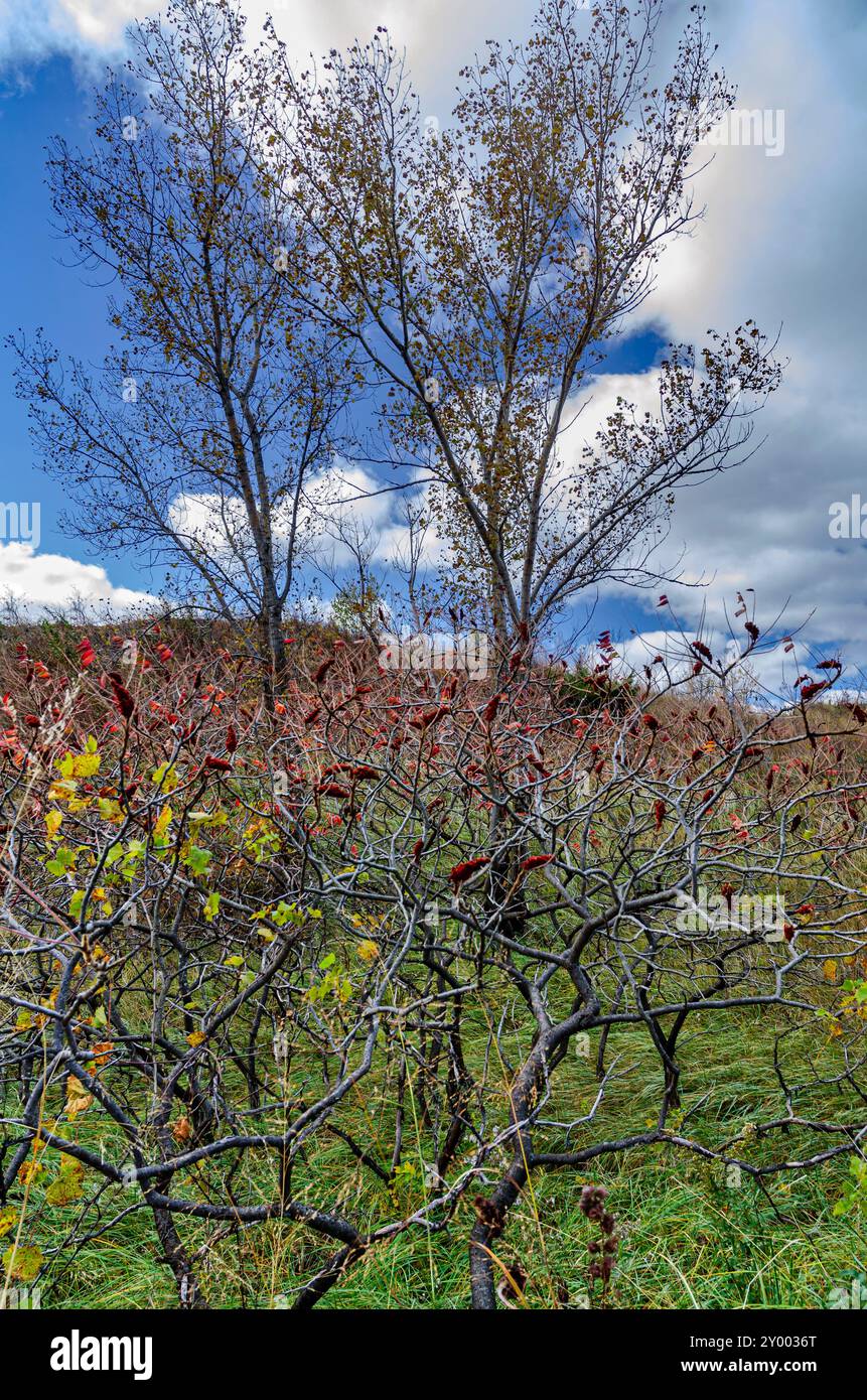 Cottonwood trees and Sumac shrubs are dominate species of the Indiana ...