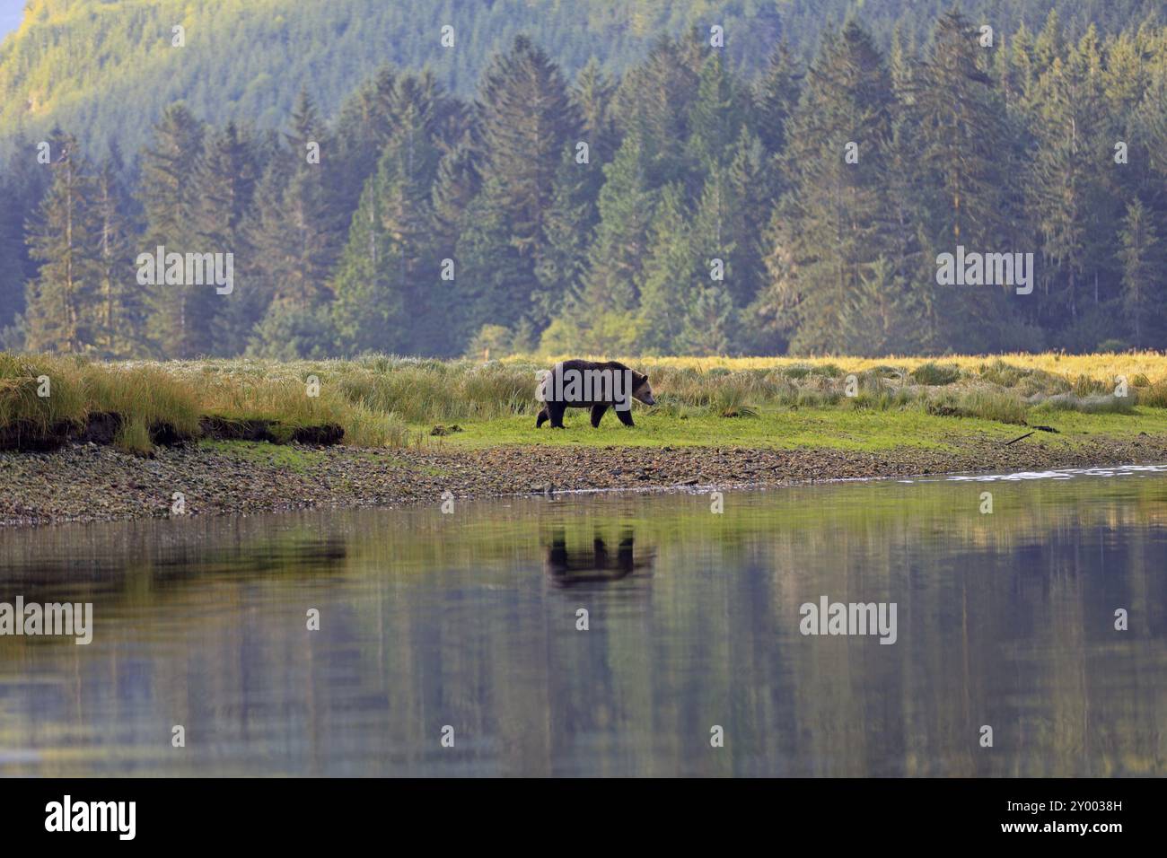 Grizzly bear in Knight Inlet in Canada Stock Photo - Alamy
