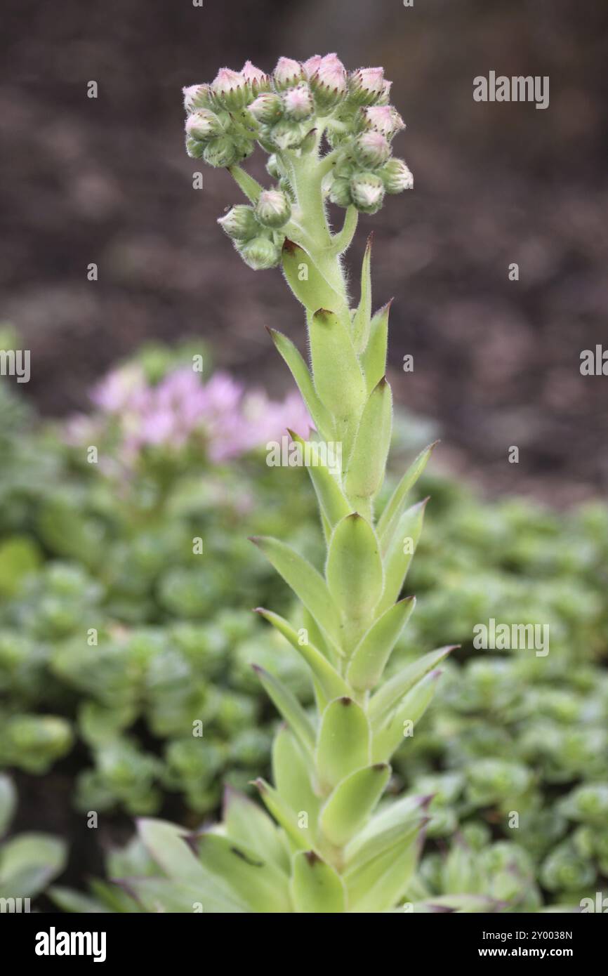 Flowering roof houseleek Stock Photo - Alamy