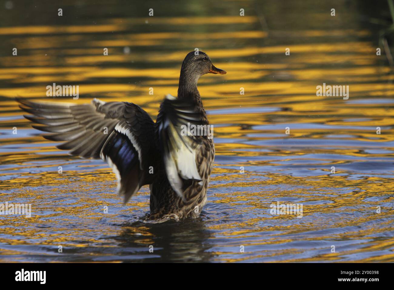 Mallard flapping its wings Stock Photo - Alamy