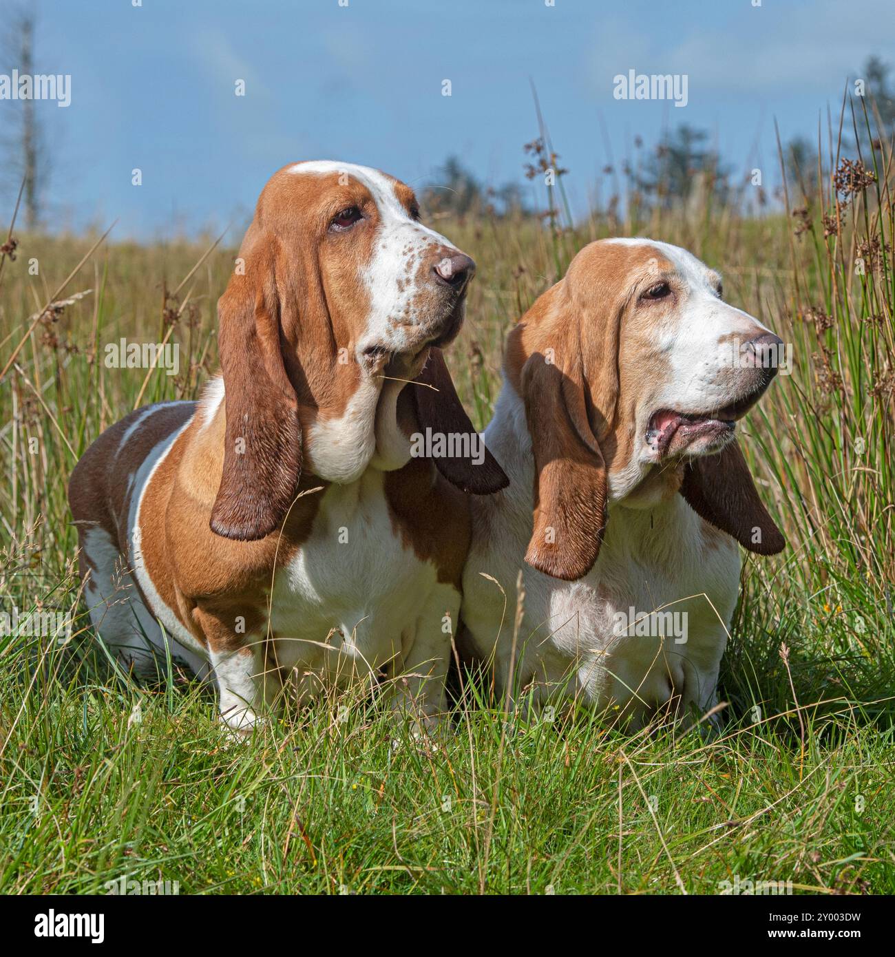 two basset hounds Stock Photo - Alamy