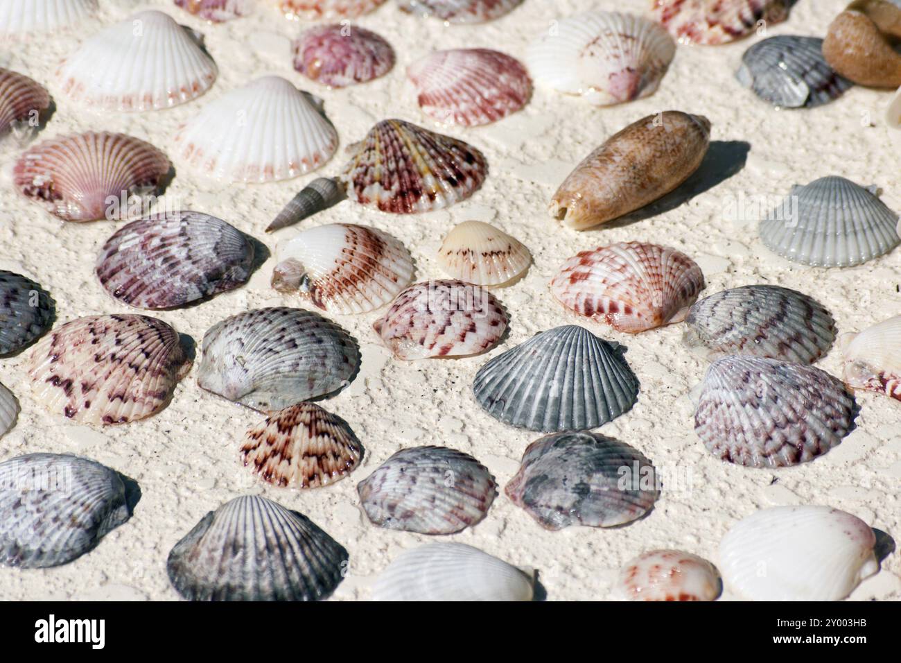 Empty mussel underwater hi-res stock photography and images - Alamy