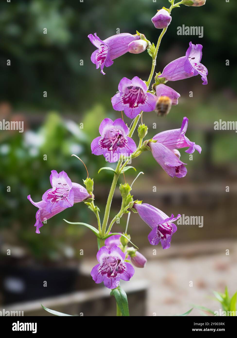 Tubular purple flowers in the spike of the summer blooming semi ...