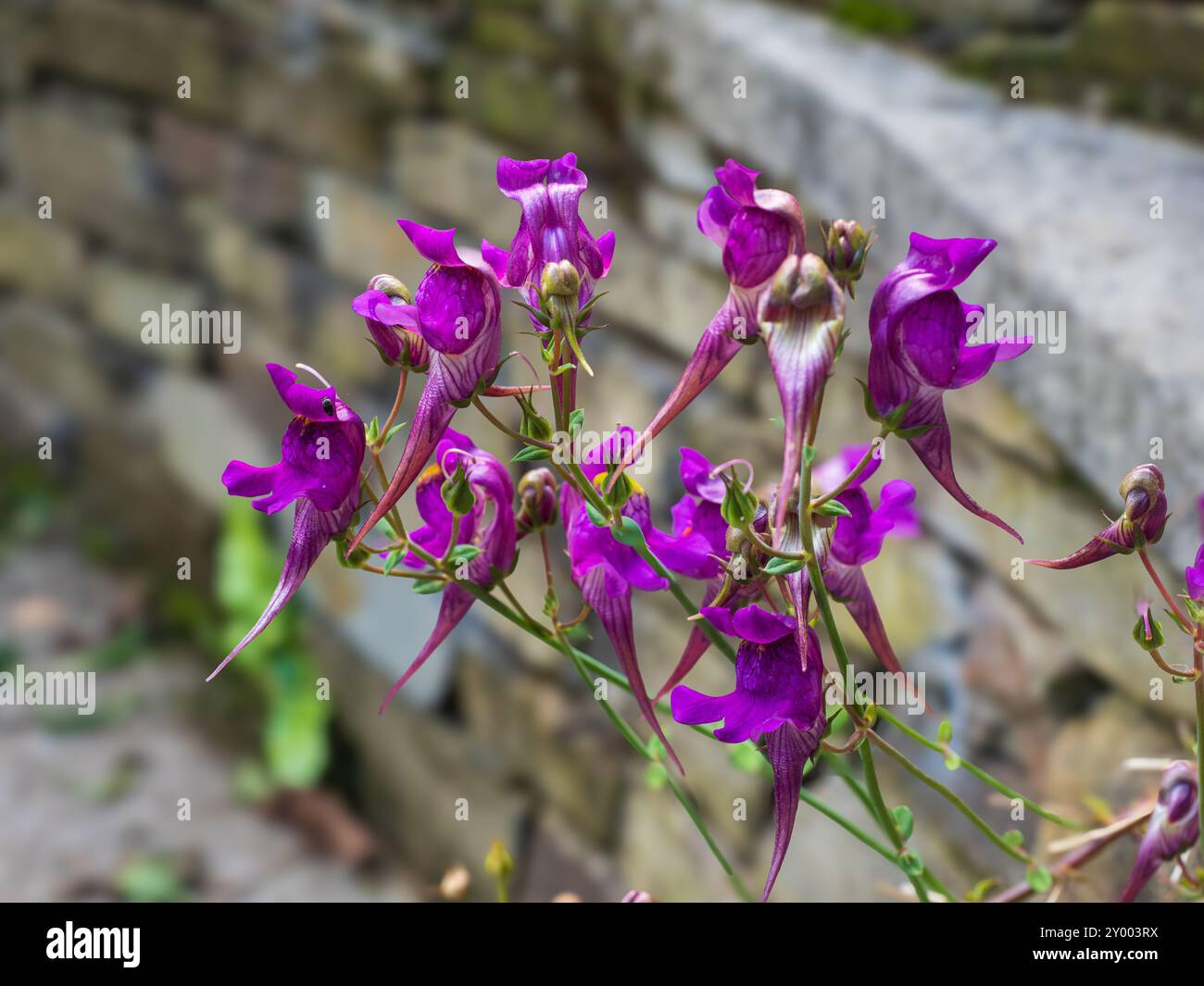 Purple flowers of the summer to autumn blooming hardy perennial three ...