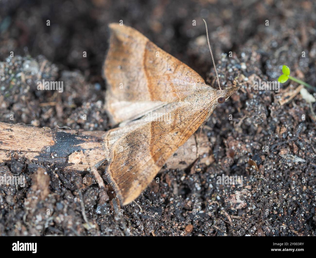 Side view of a resting UK garden moth, The Snout, Hypena proboscidalis ...