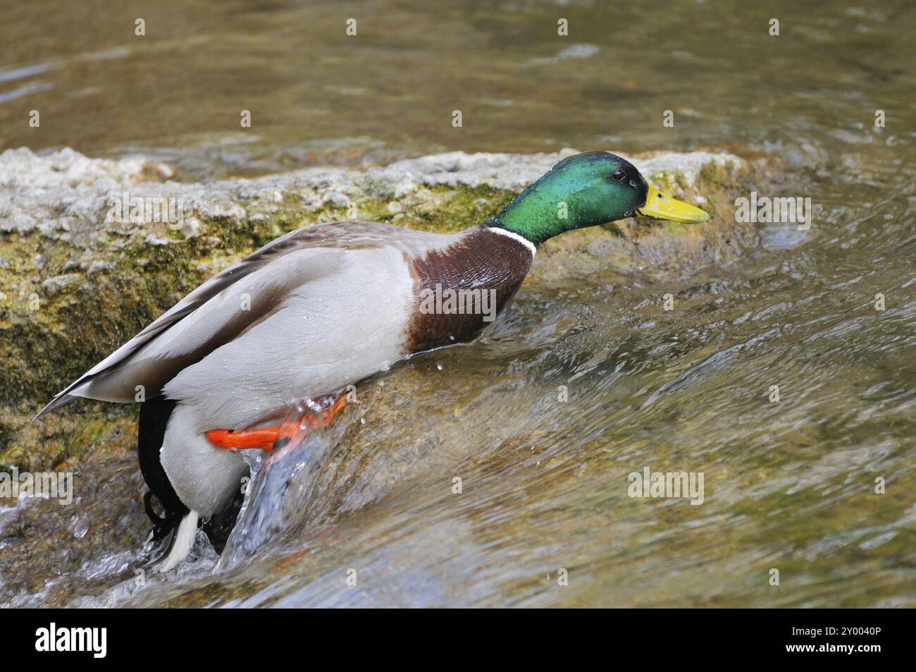 Fighting current hi-res stock photography and images - Alamy