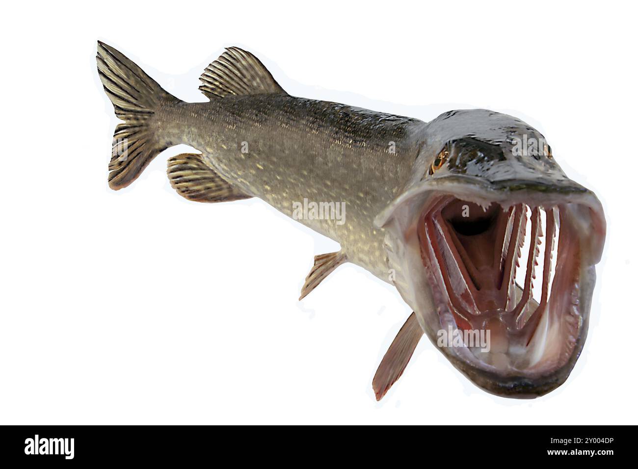 People animals in open Cut Out Stock Images & Pictures - Alamy