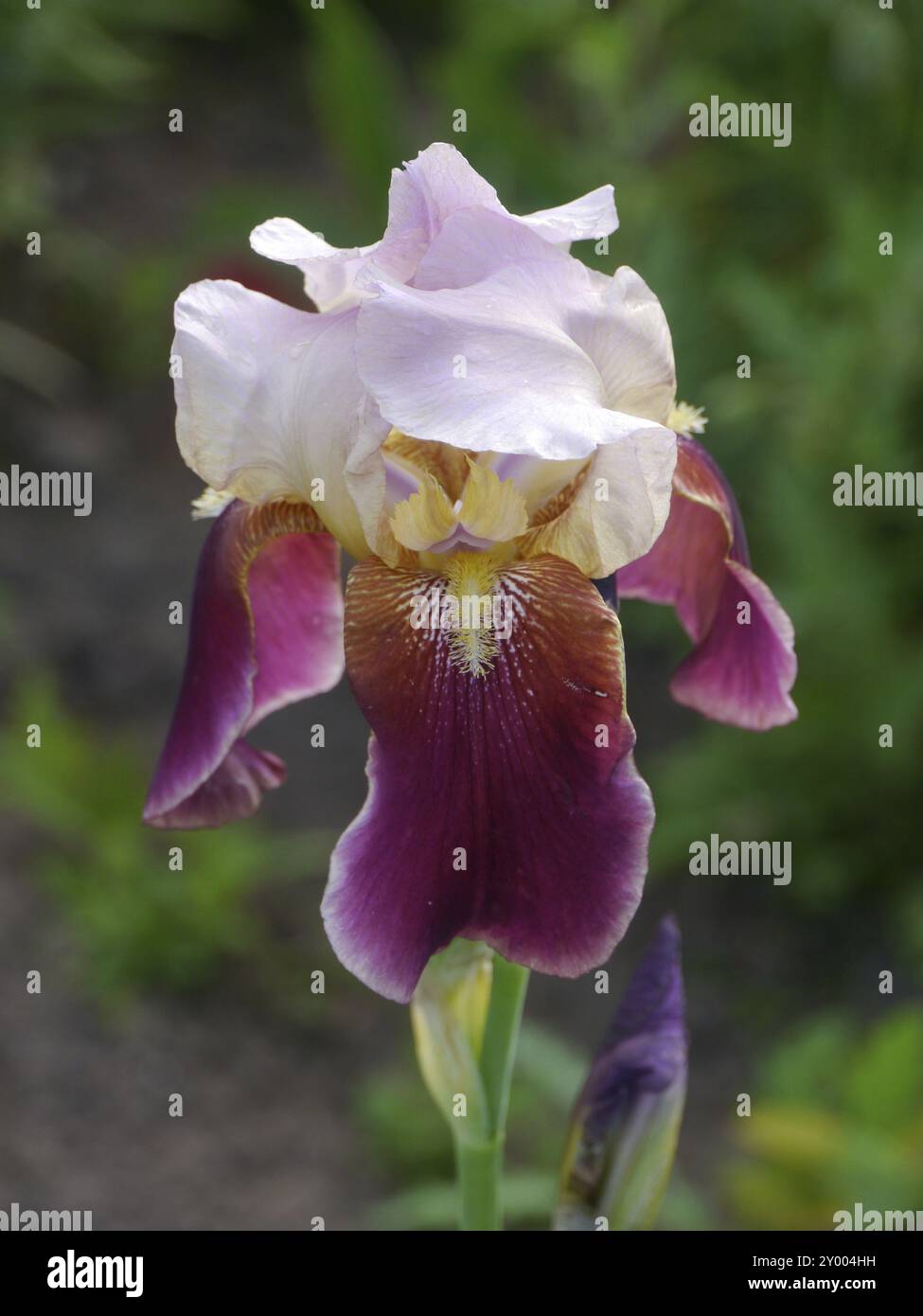 Iris barbata elatior hi-res stock photography and images - Alamy