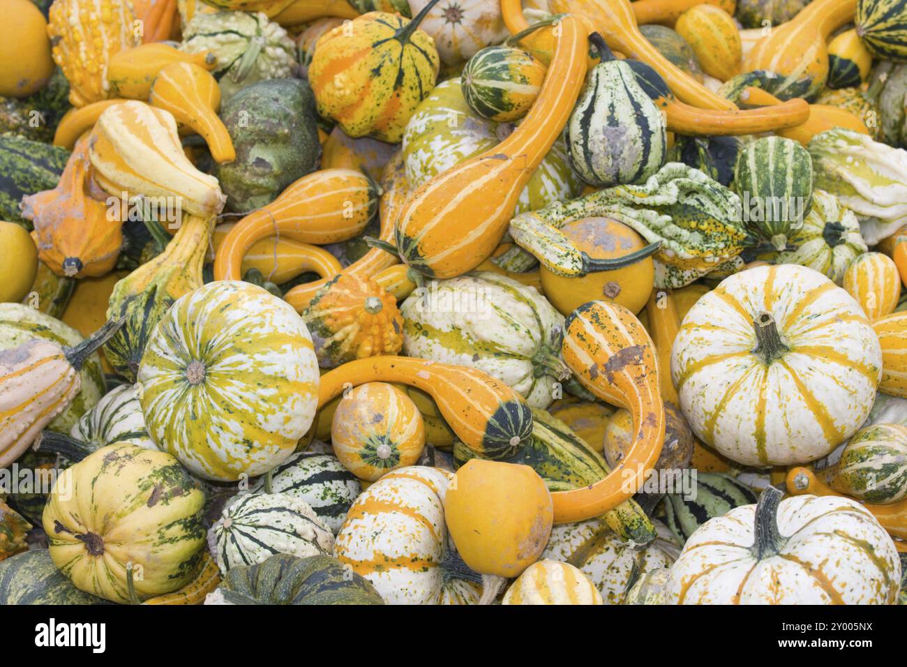 Lots of pumpkins piled up Stock Photo - Alamy