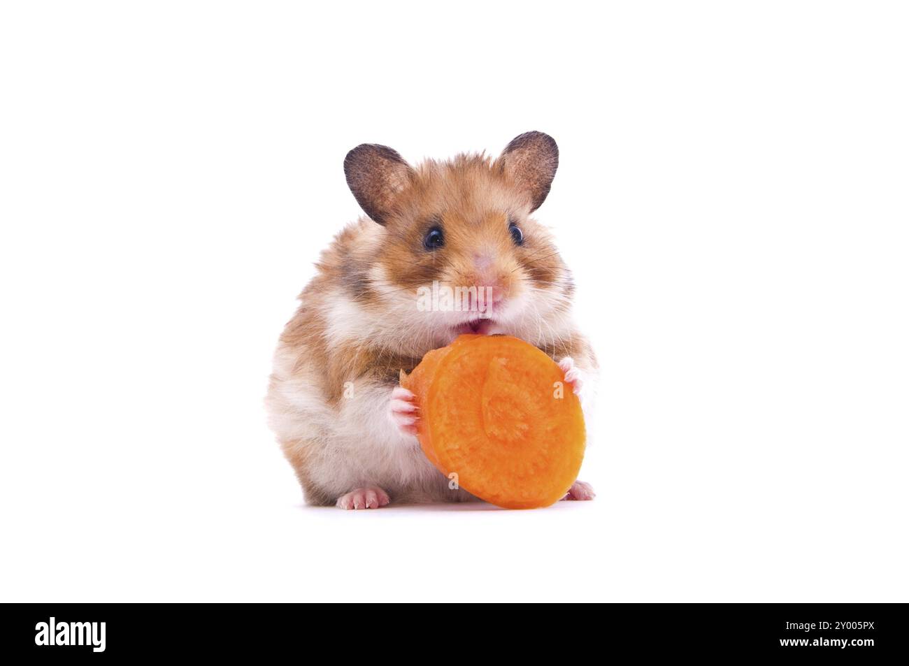 Close up hamsters hi-res stock photography and images - Alamy