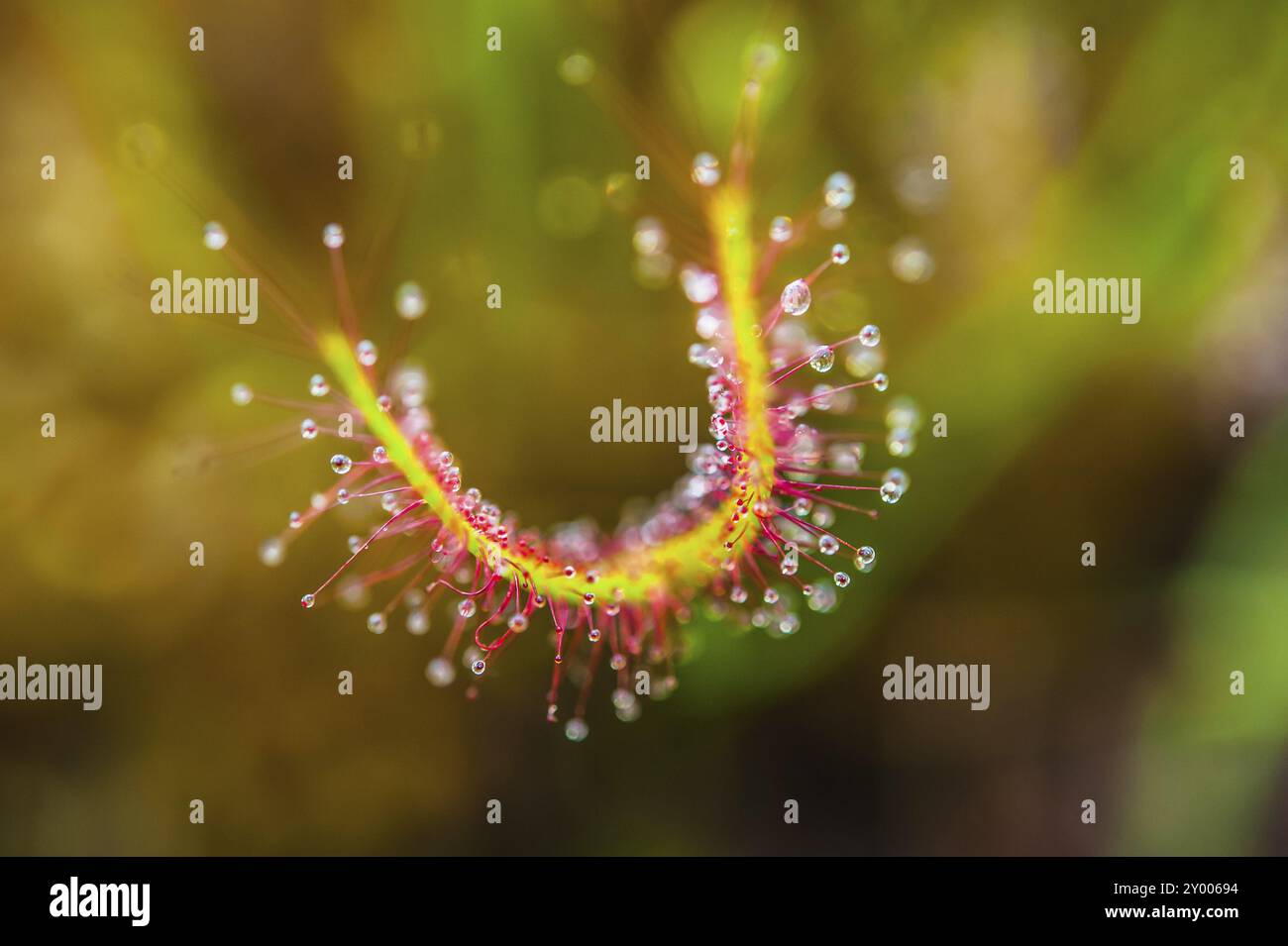 Cape Sundew, Drosera capensis, is a carnivorous species of perennial ...