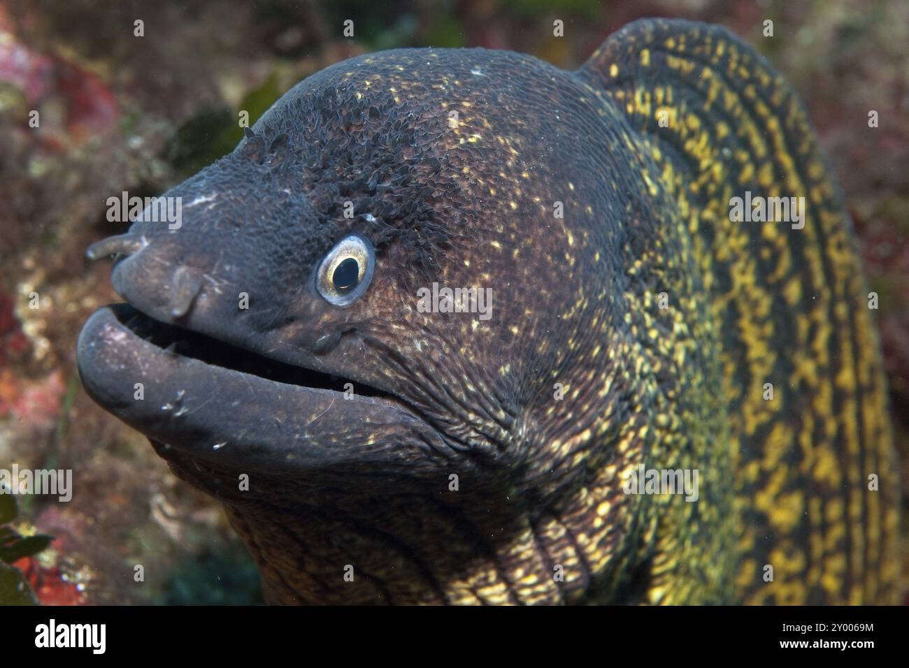 Portrait close-up of head of predatory fish mediterranean moray ...