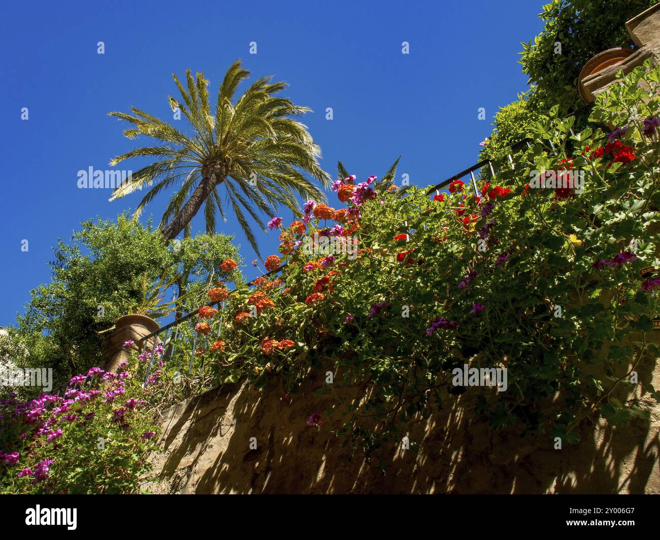 Palm tree and colourful flowers along a wall in front of a clear blue ...