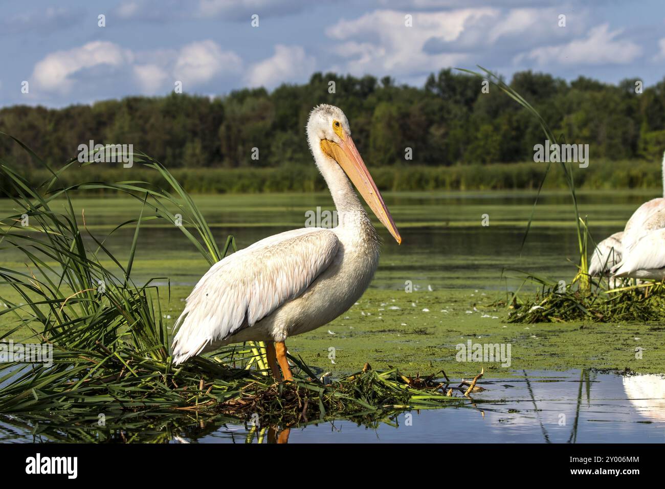 Nature scene from Wisconsin Stock Photo - Alamy