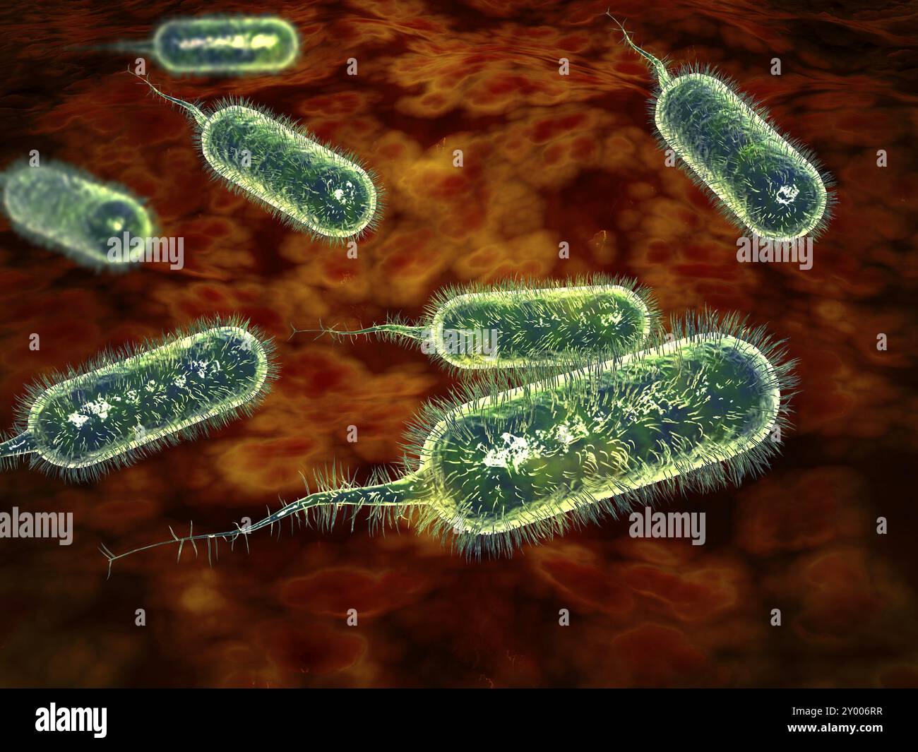 Group of vibrio cholerae bacteria which causes cholera. Cholera is an ...
