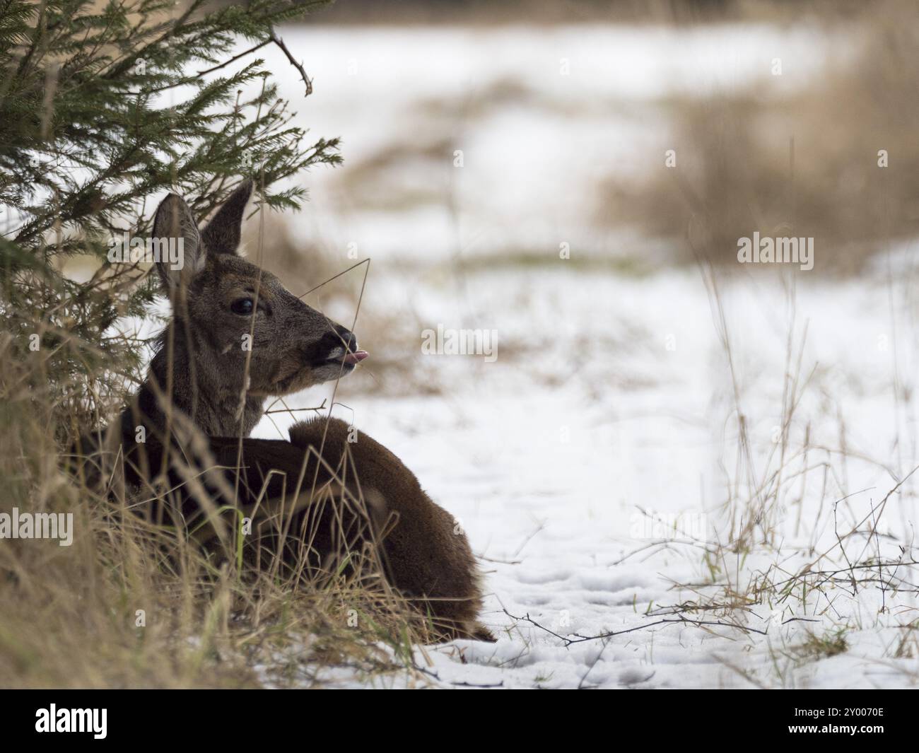 A female deer sits under a spruce tree and sticks out her tongue Stock ...