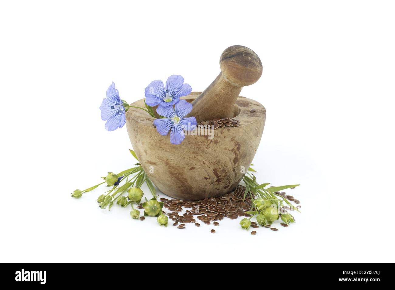Wooden mortar filled with small brown flax seeds and a blue flax plant ...