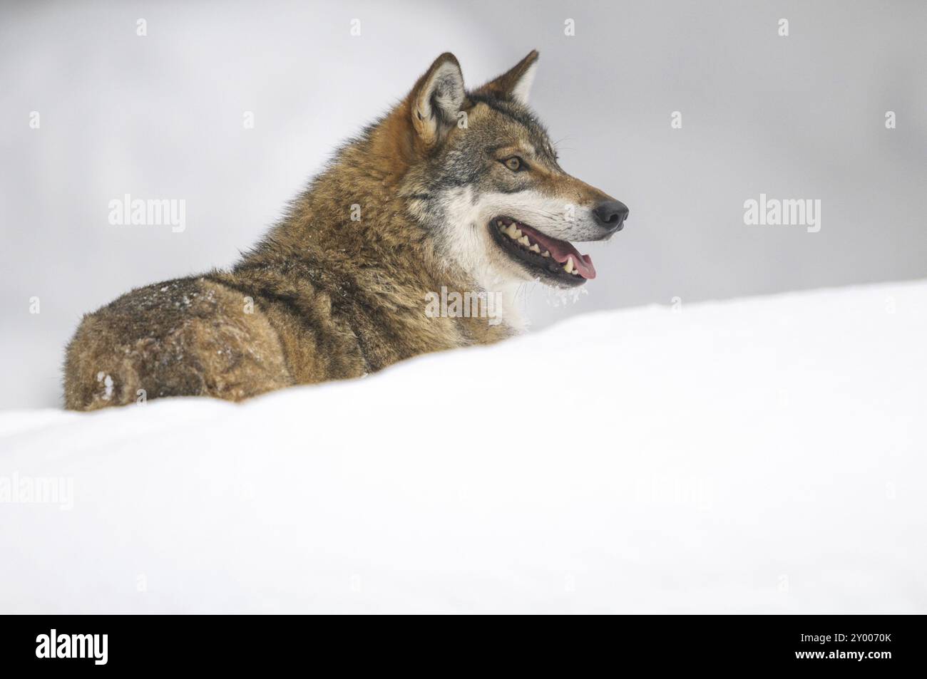 A European grey wolf in deep snow Stock Photo - Alamy
