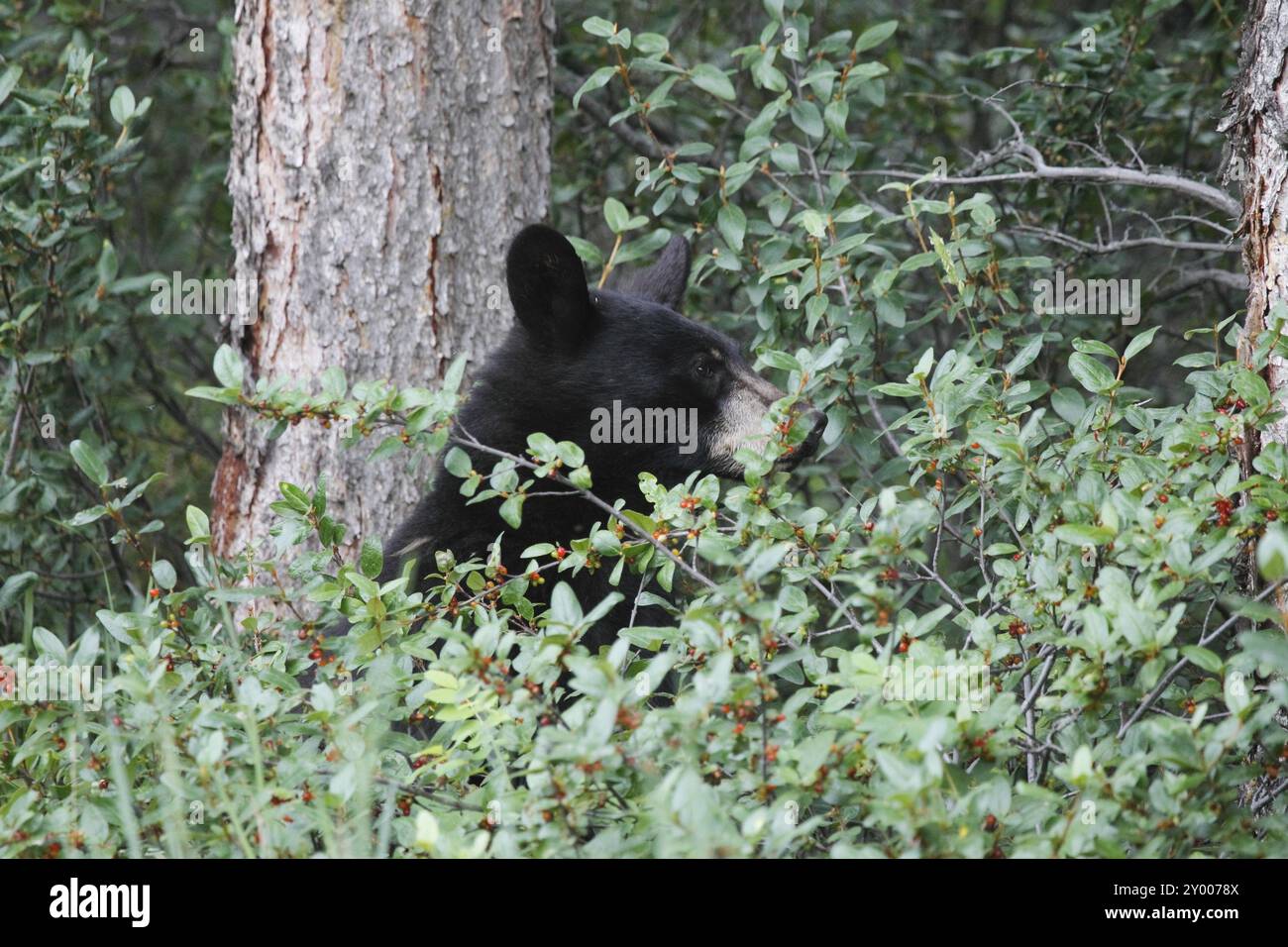 Black Bear, American Black Bear, Baribal, American Black Bear feeding ...