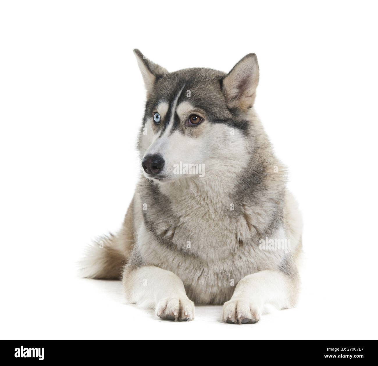 Dog on a white background. Siberian Husky Stock Photo - Alamy