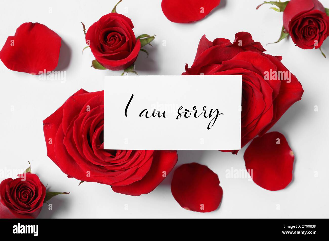 Sorry card and red roses on white table, top view Stock Photo - Alamy