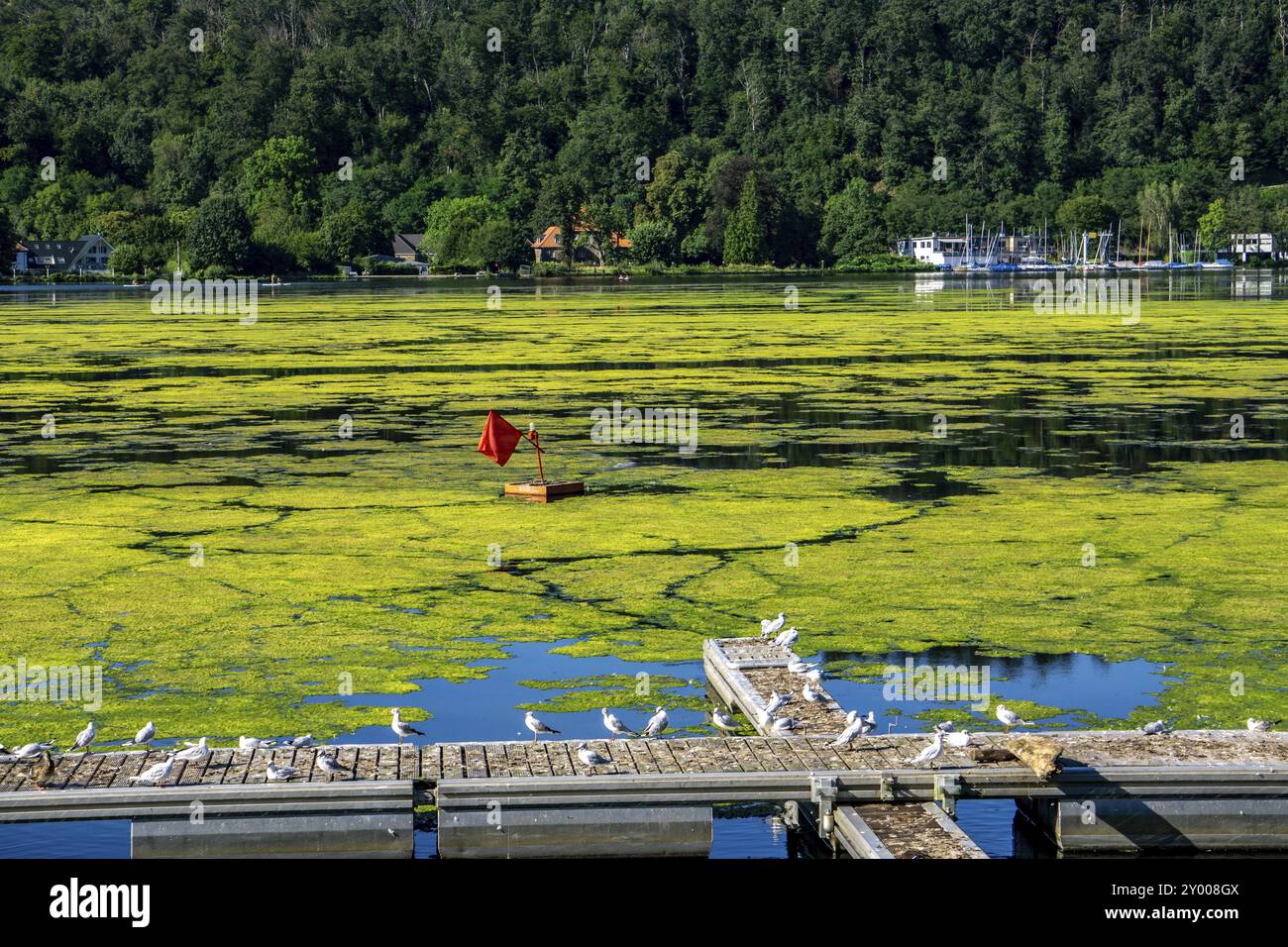 Waterweed, Elodea, an invasive species, green carpet of plants on Lake ...