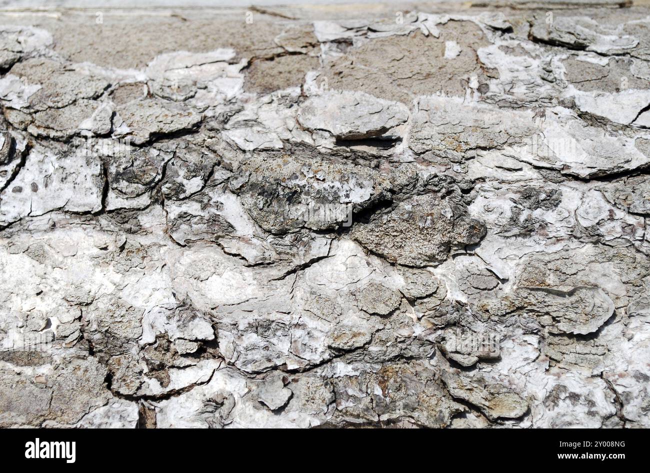Structure of the weathered wood bark Stock Photo - Alamy