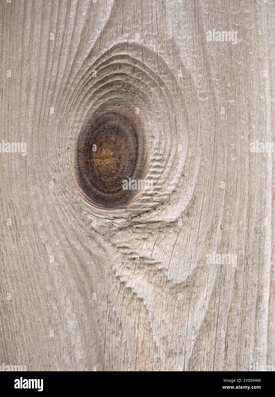 Branch eye in a wooden board Stock Photo - Alamy