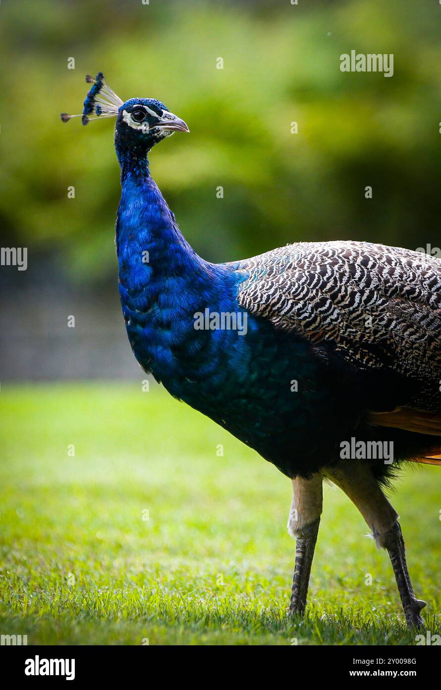 Winnipeg, Canada. 28th Aug, 2024. Peacocks can be seen wandering through the streets and gardens ...