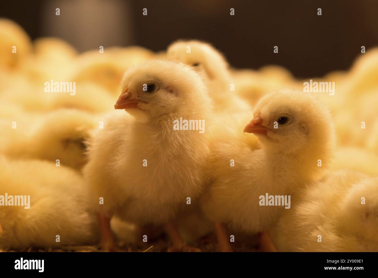 Closeup photograph of one day old chickens Stock Photo - Alamy